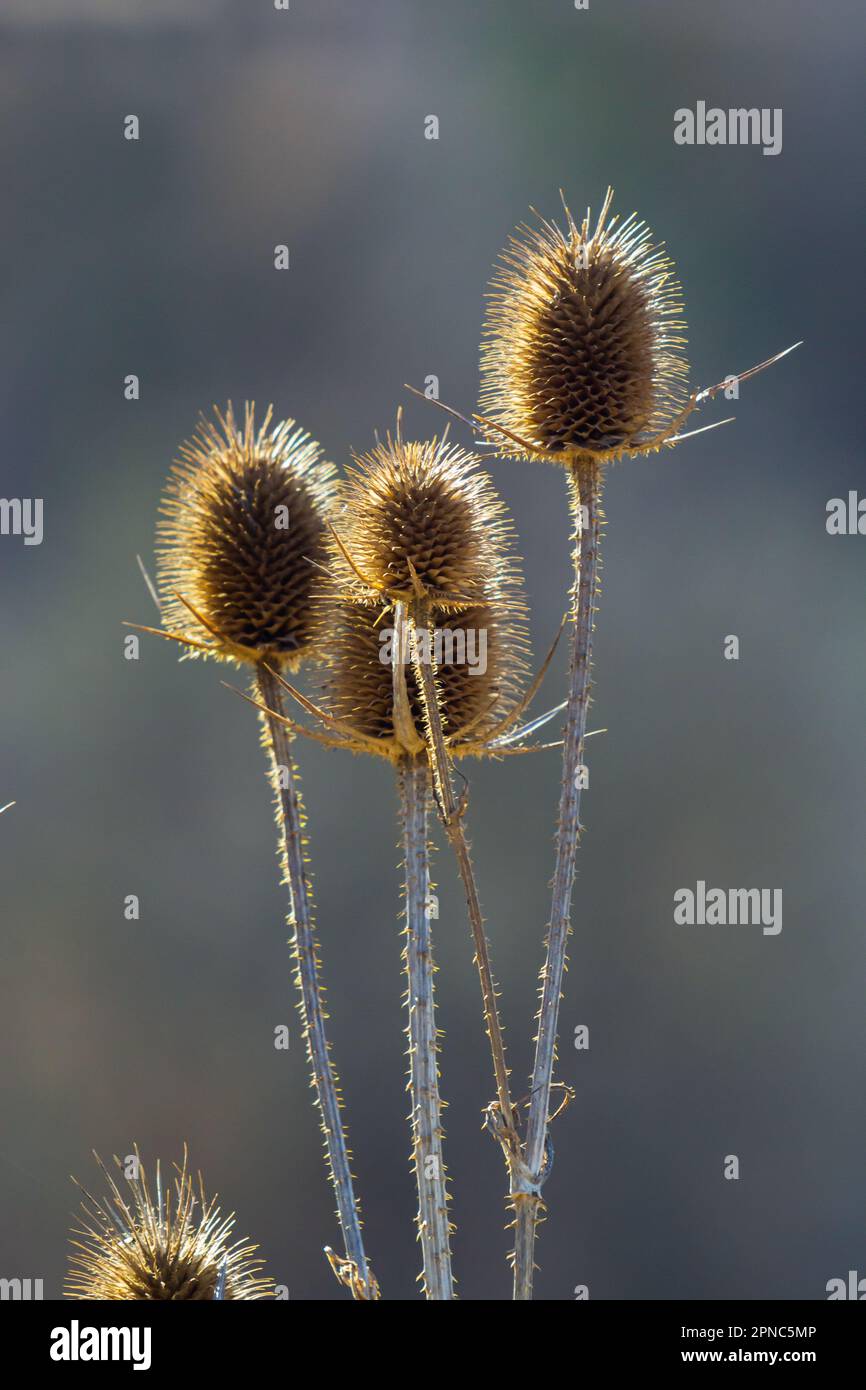 Sticky weed hi-res stock photography and images - Alamy