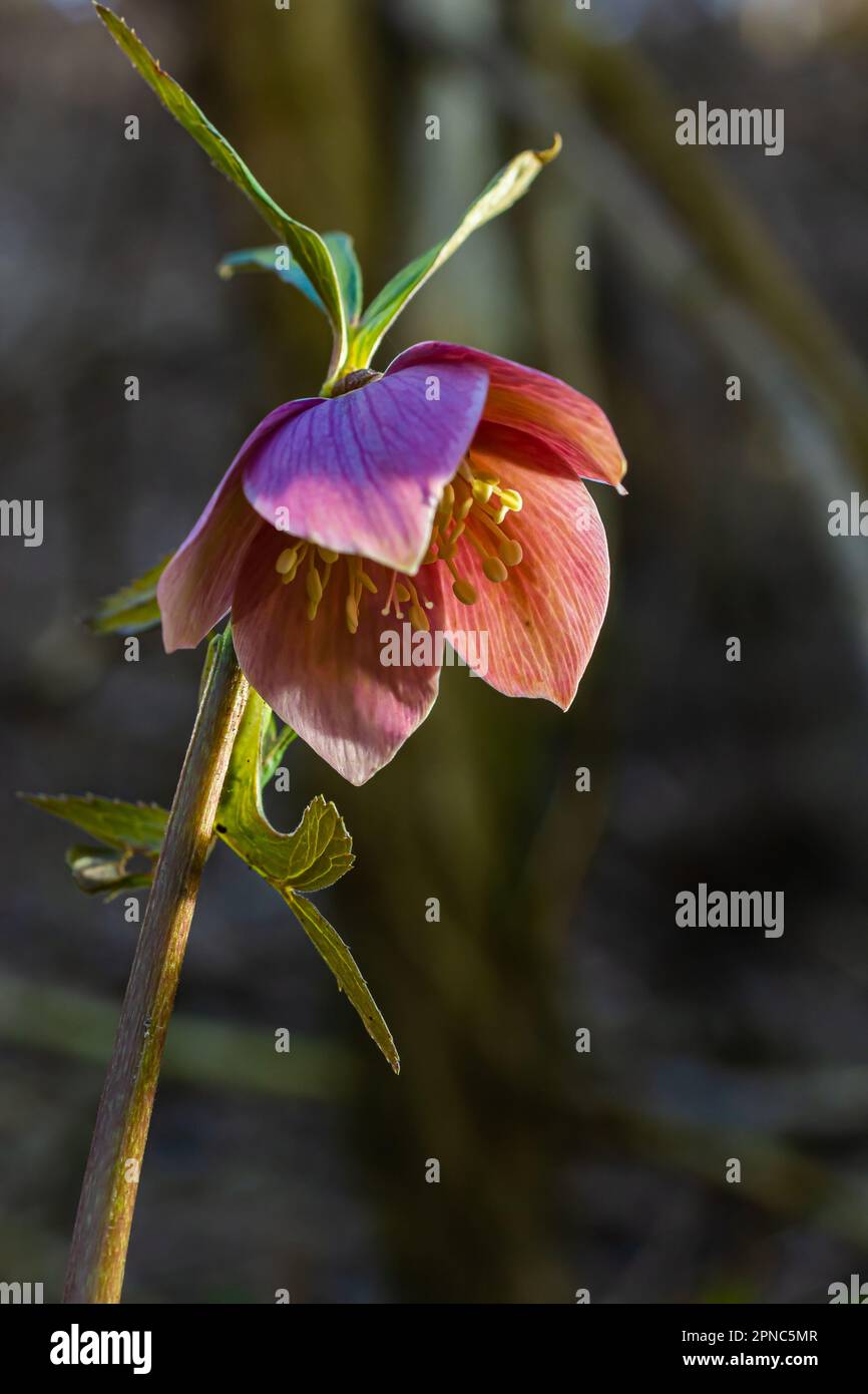 Early spring forest blooms hellebores, Helleborus purpurascens. Purple ...
