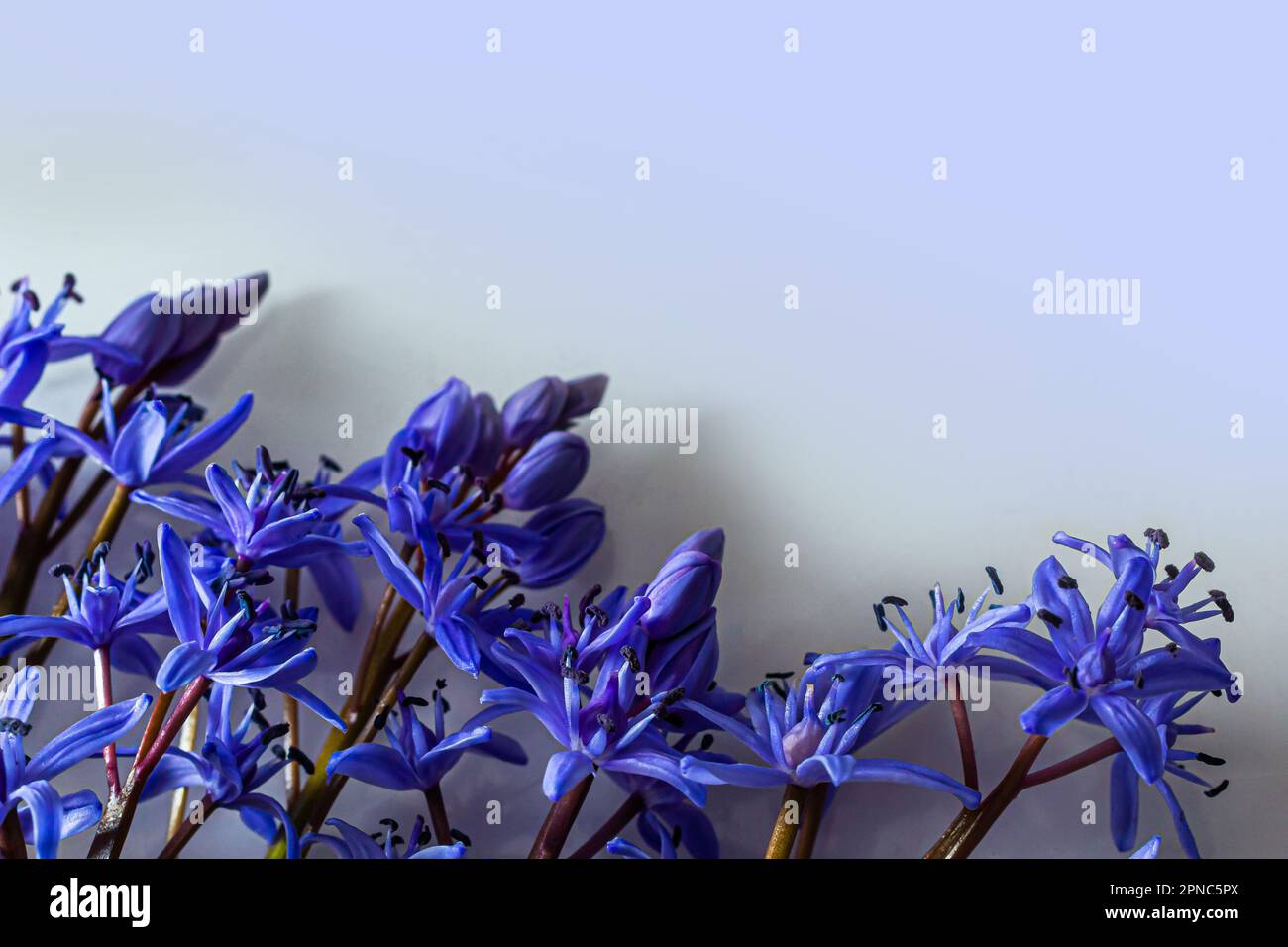 Flower design - floral border made of Scilla bifolia two-leaf squill or ...