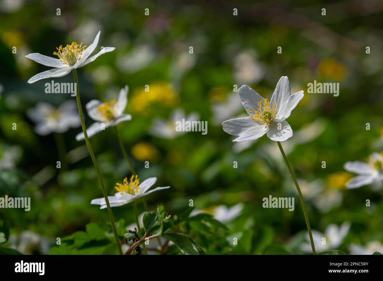 The many white wild flowers in spring forest. Blossom beauty, nature ...