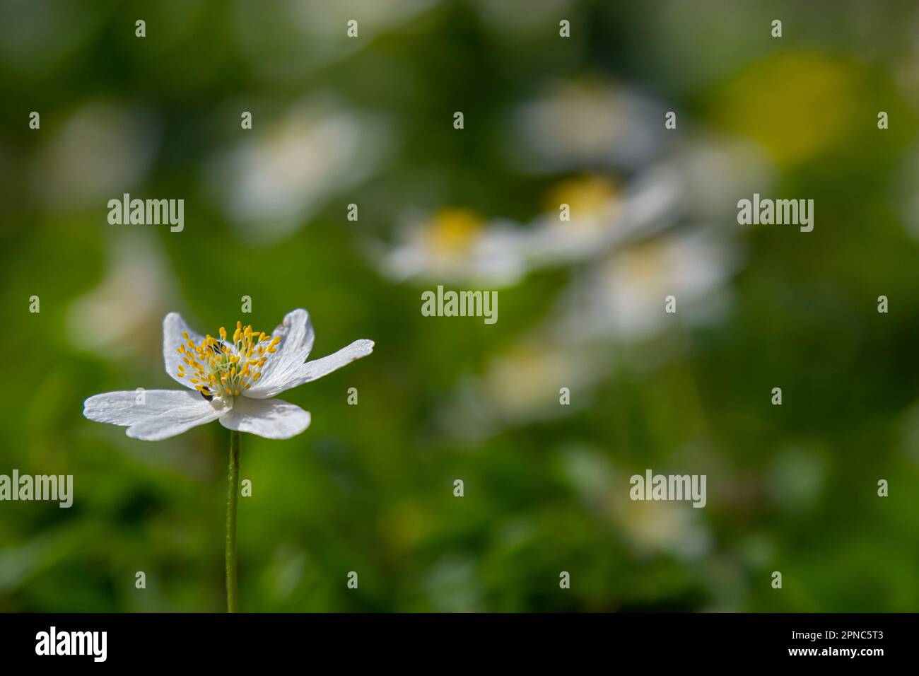 The many white wild flowers in spring forest. Blossom beauty, nature ...