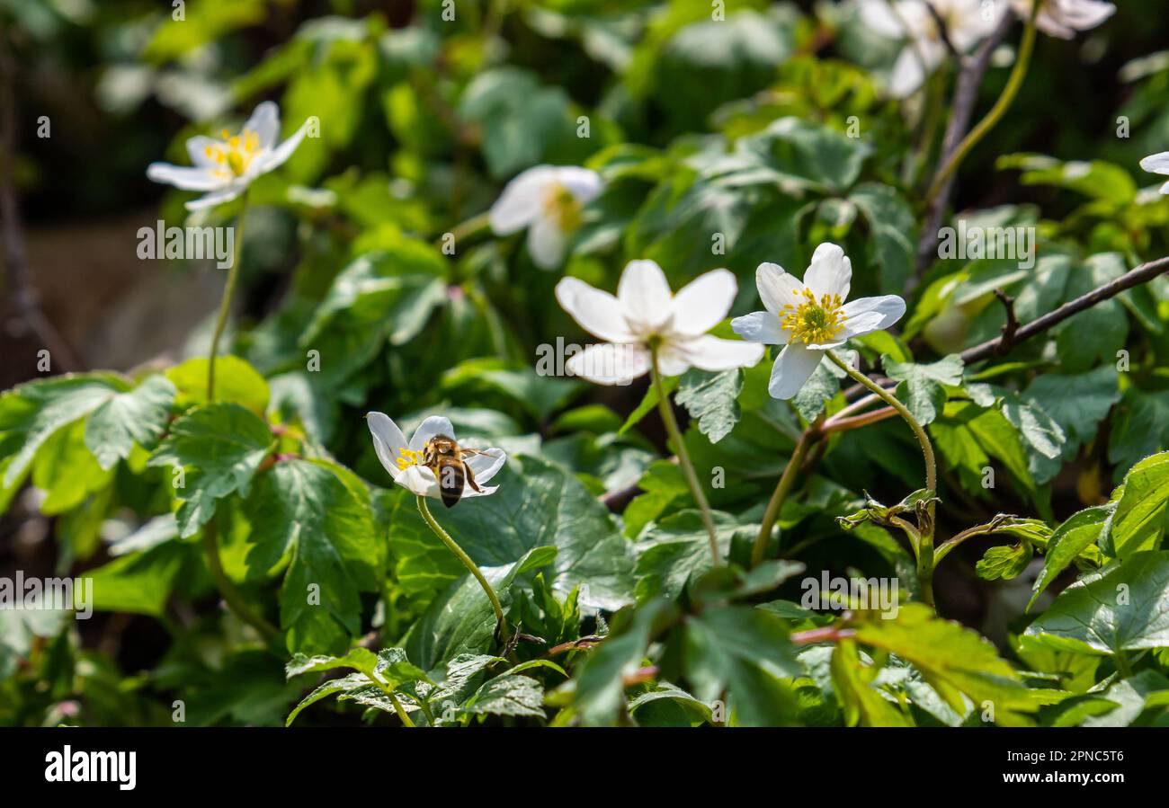 The many white wild flowers in spring forest. Blossom beauty, nature ...