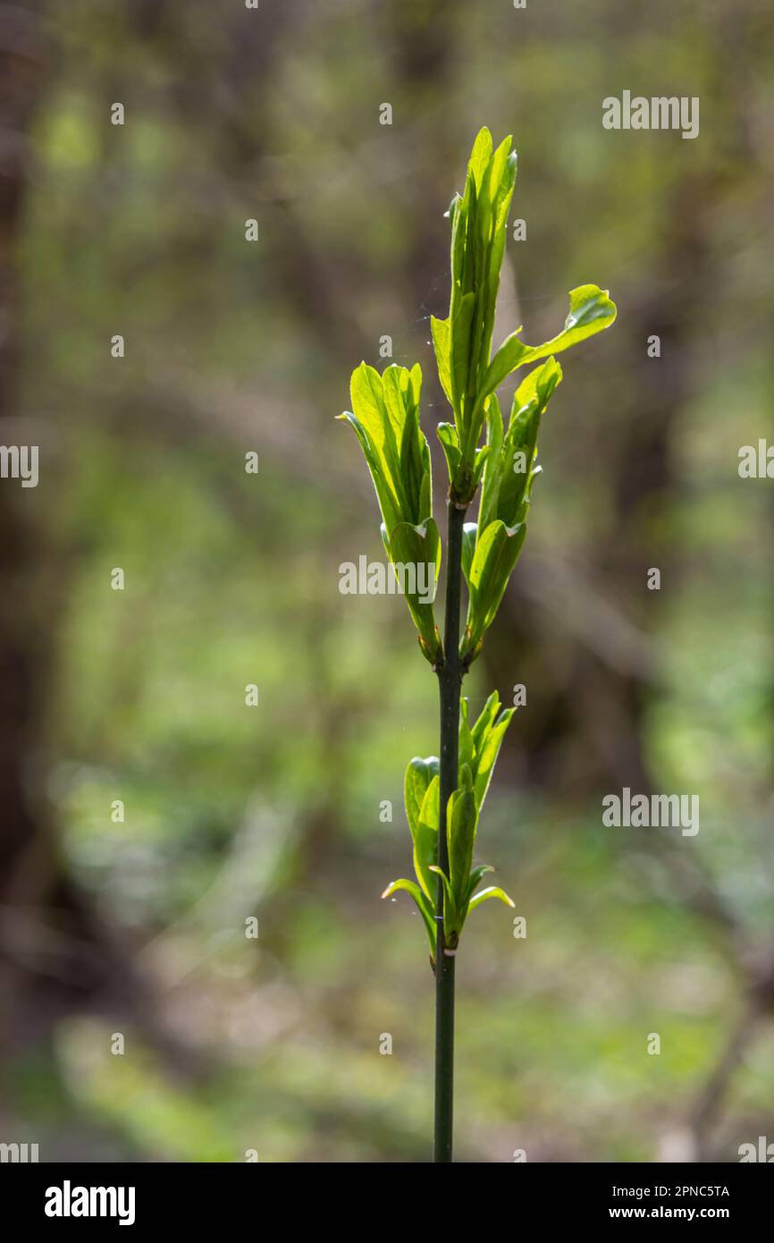 Big green buds branches. Young green leaves coming out from thick green ...