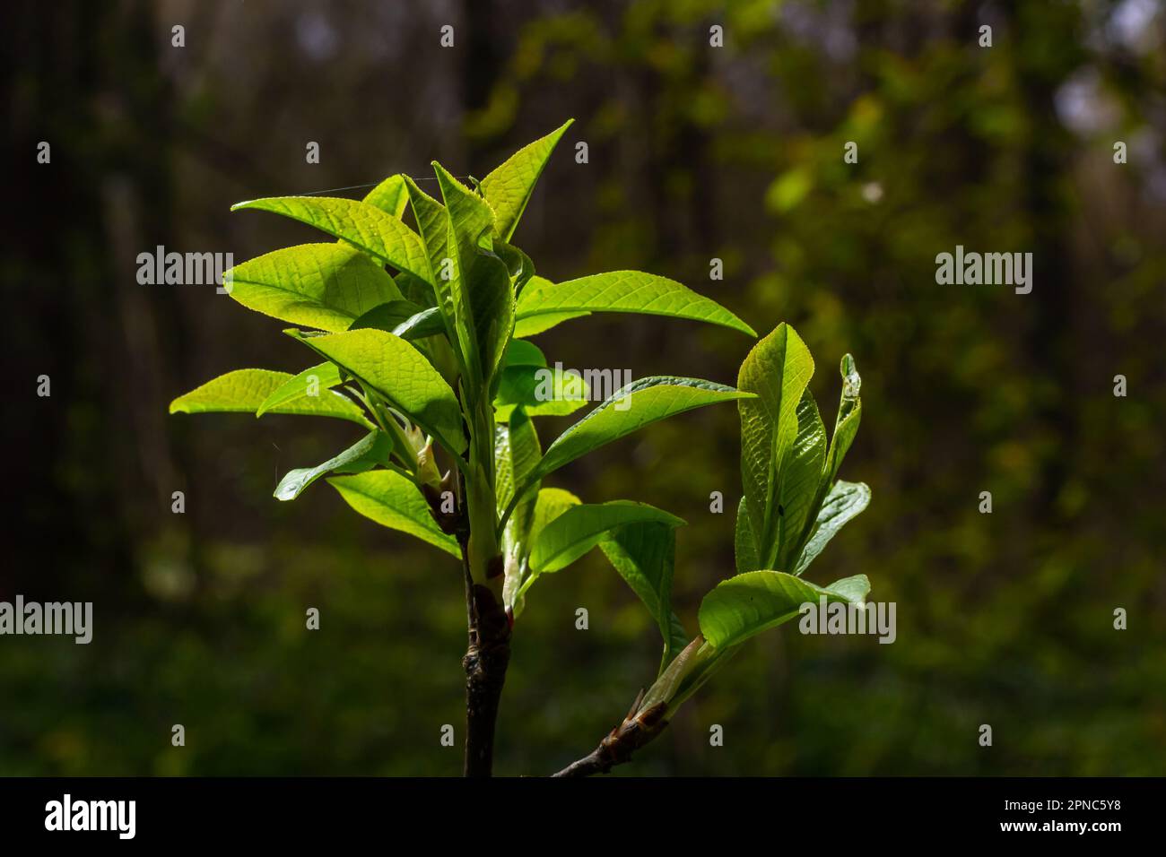 Big green buds branches. Young green leaves coming out from thick green ...