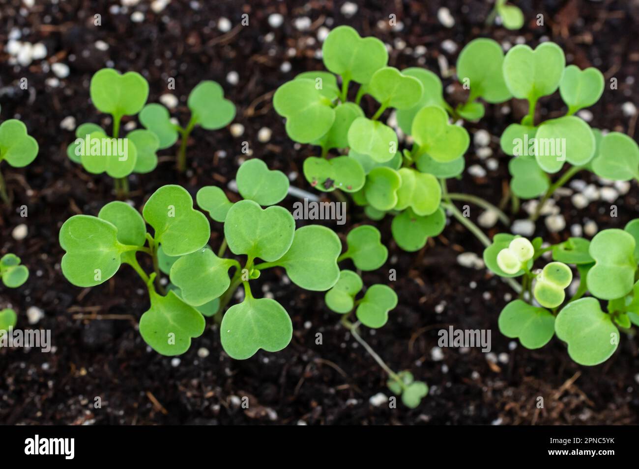 Top view of young plants seedlings in soil. Seedlings are prepared ...