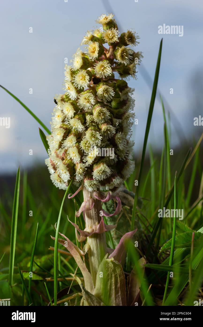 Inflorescences of butterbur, pestilence wort, Petasites hybridus ...