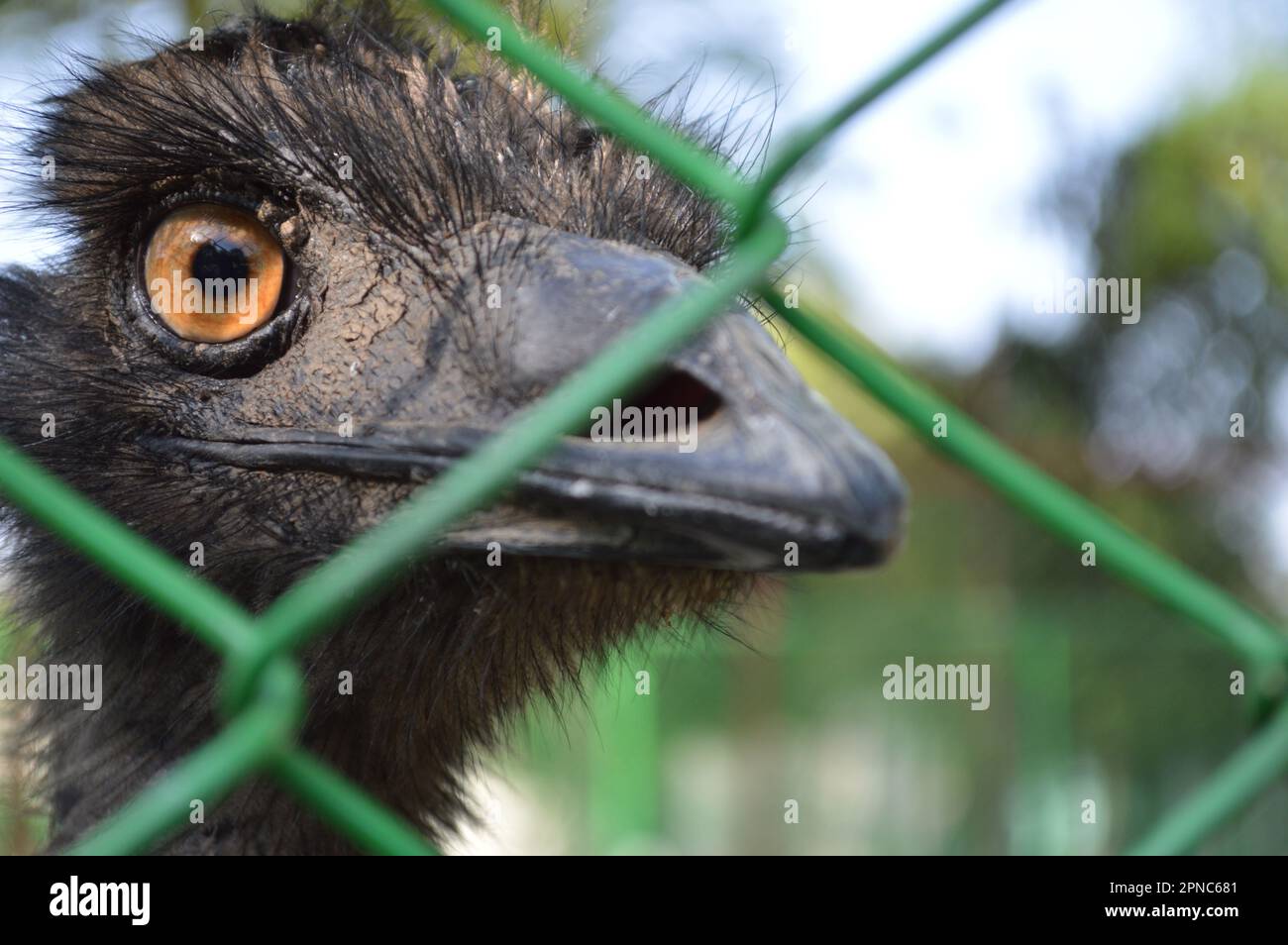 Emu closeup hi-res stock photography and images - Alamy