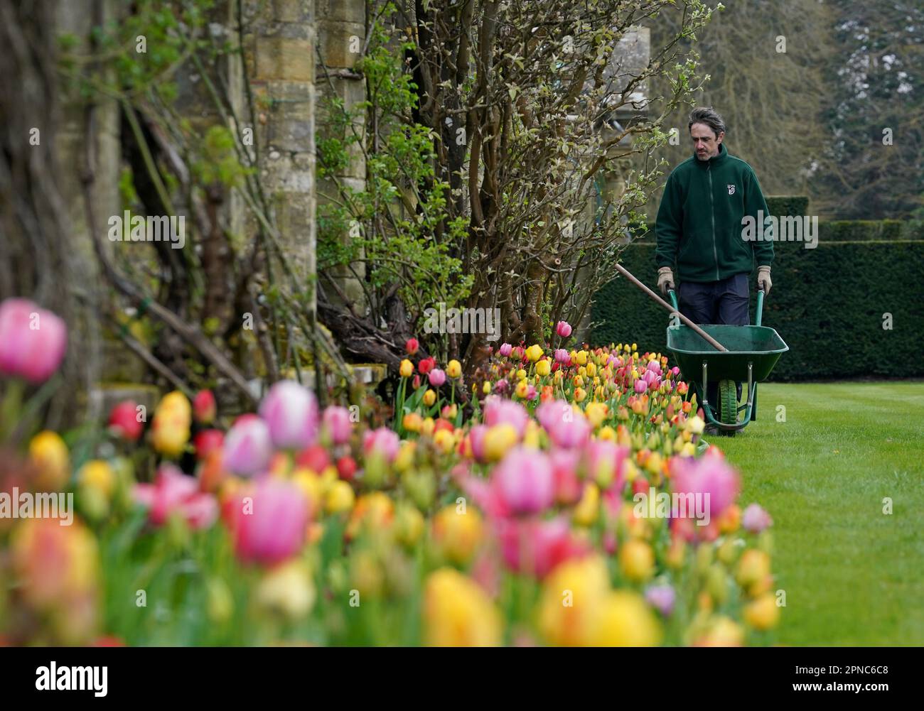 Gardener, Felix Green, tends to a bed of tulips on the Pergola Walk at ...