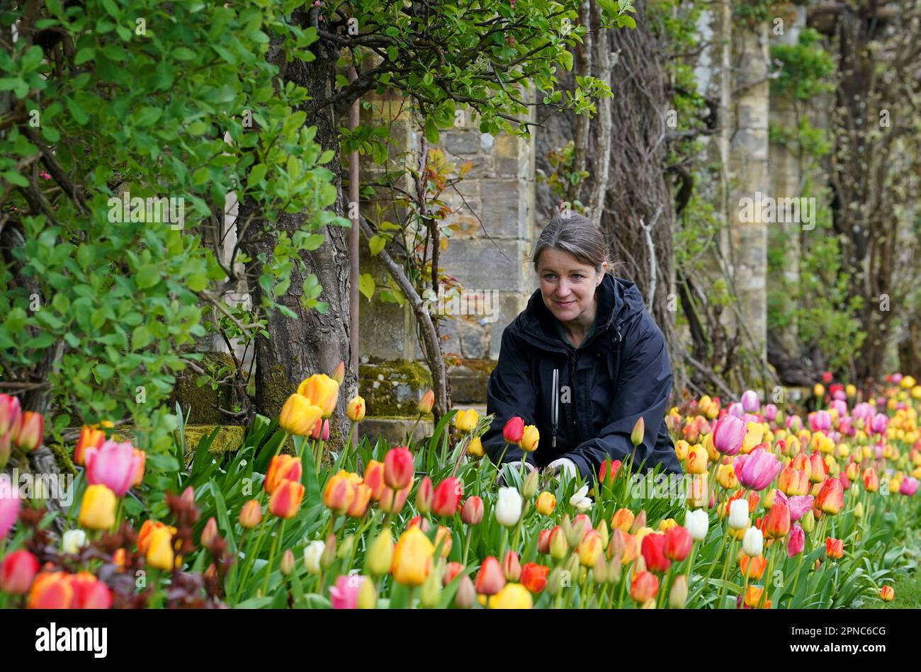 Gardener, Helen Haley, tends to a bed of tulips on the Pergola Walk at ...