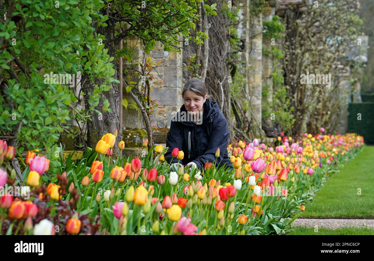 Gardener, Helen Haley, tends to a bed of tulips on the Pergola Walk at ...