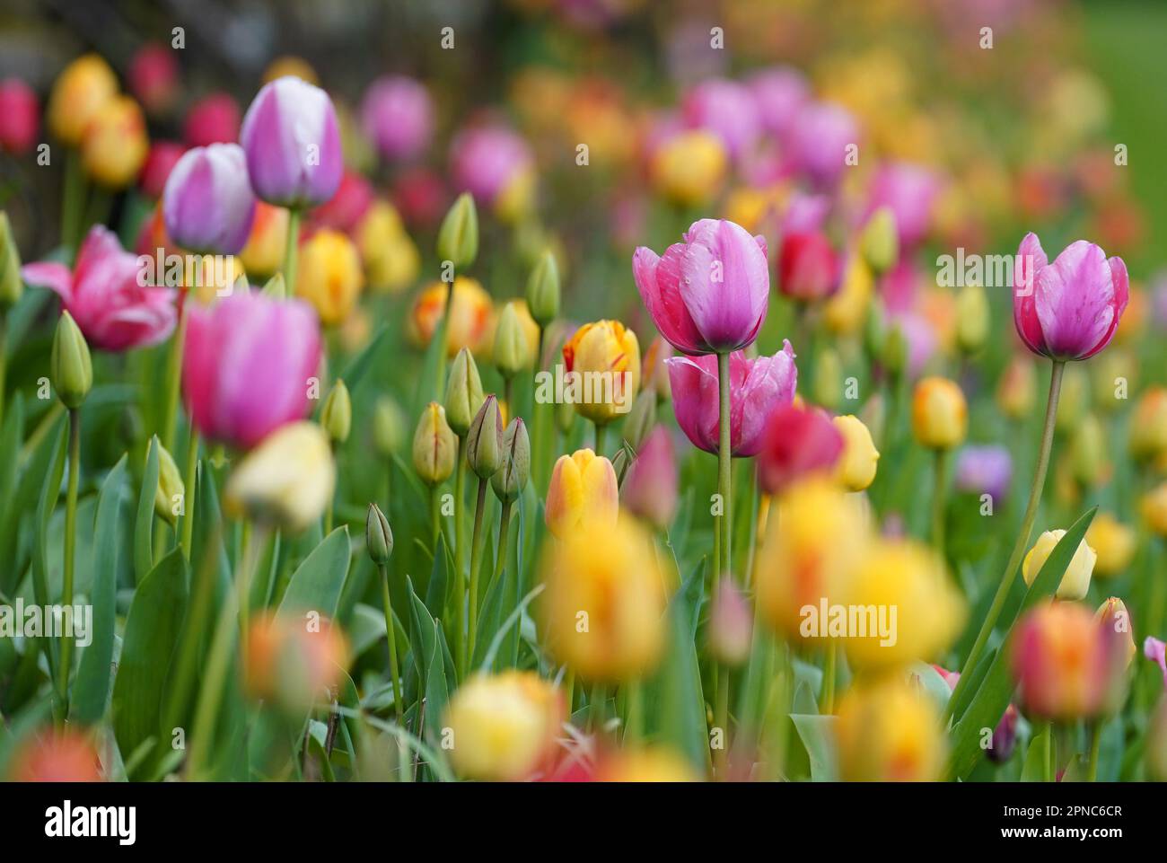 A view of a bed of tulips on the Pergola Walk at Hever Castle and ...