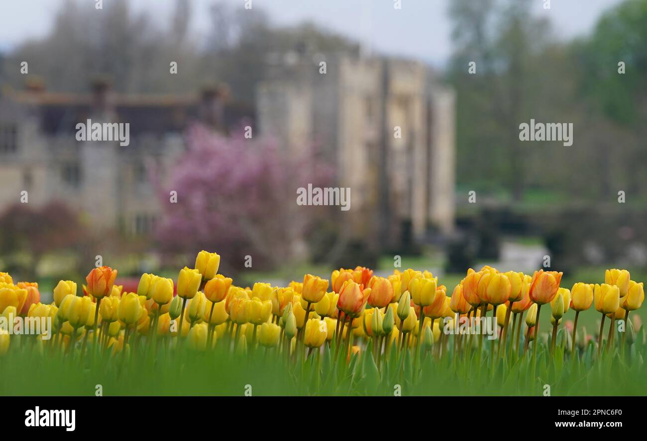 A view of tulips at Hever Castle and Gardens in Kent during their ...