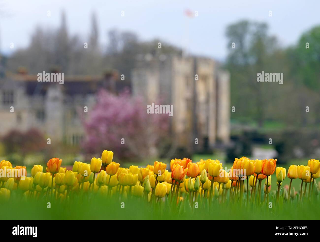 A view of tulips at Hever Castle and Gardens in Kent during their ...