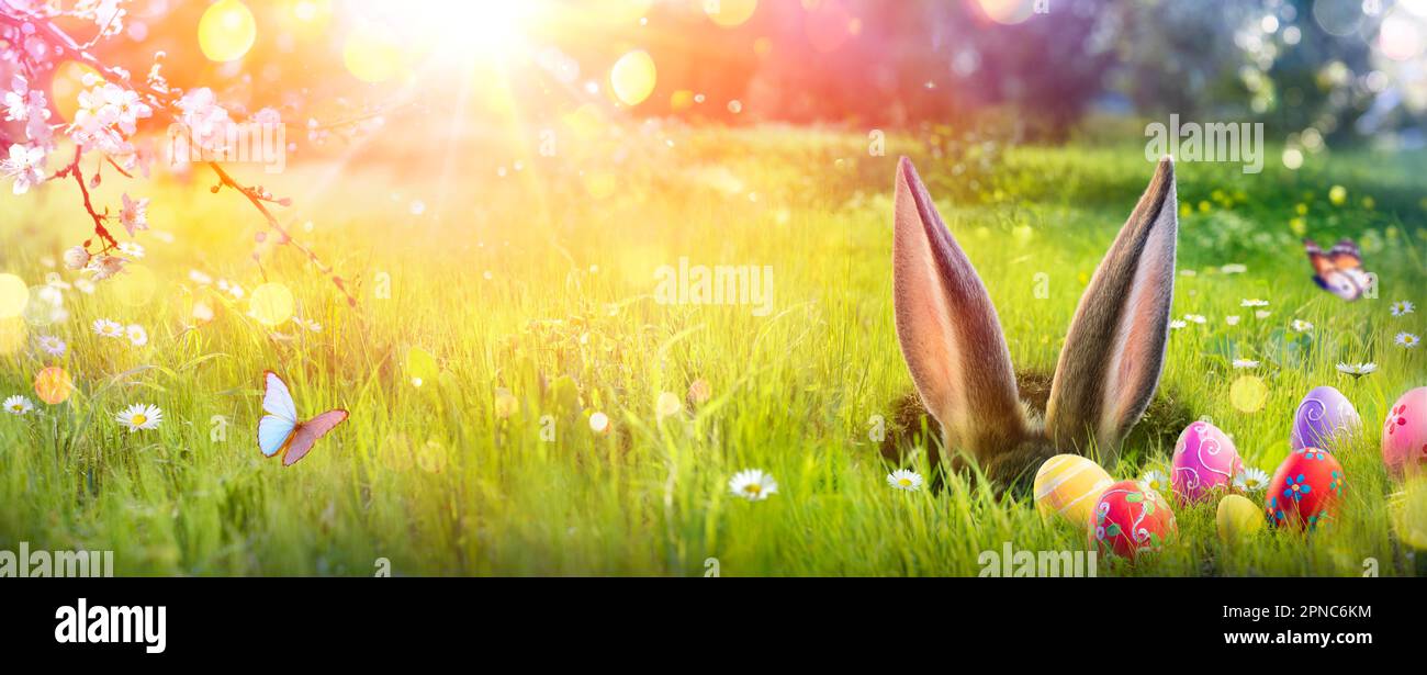 Easter - Ears Bunny Hidden In Hole On Field Grass With Eggs And ...