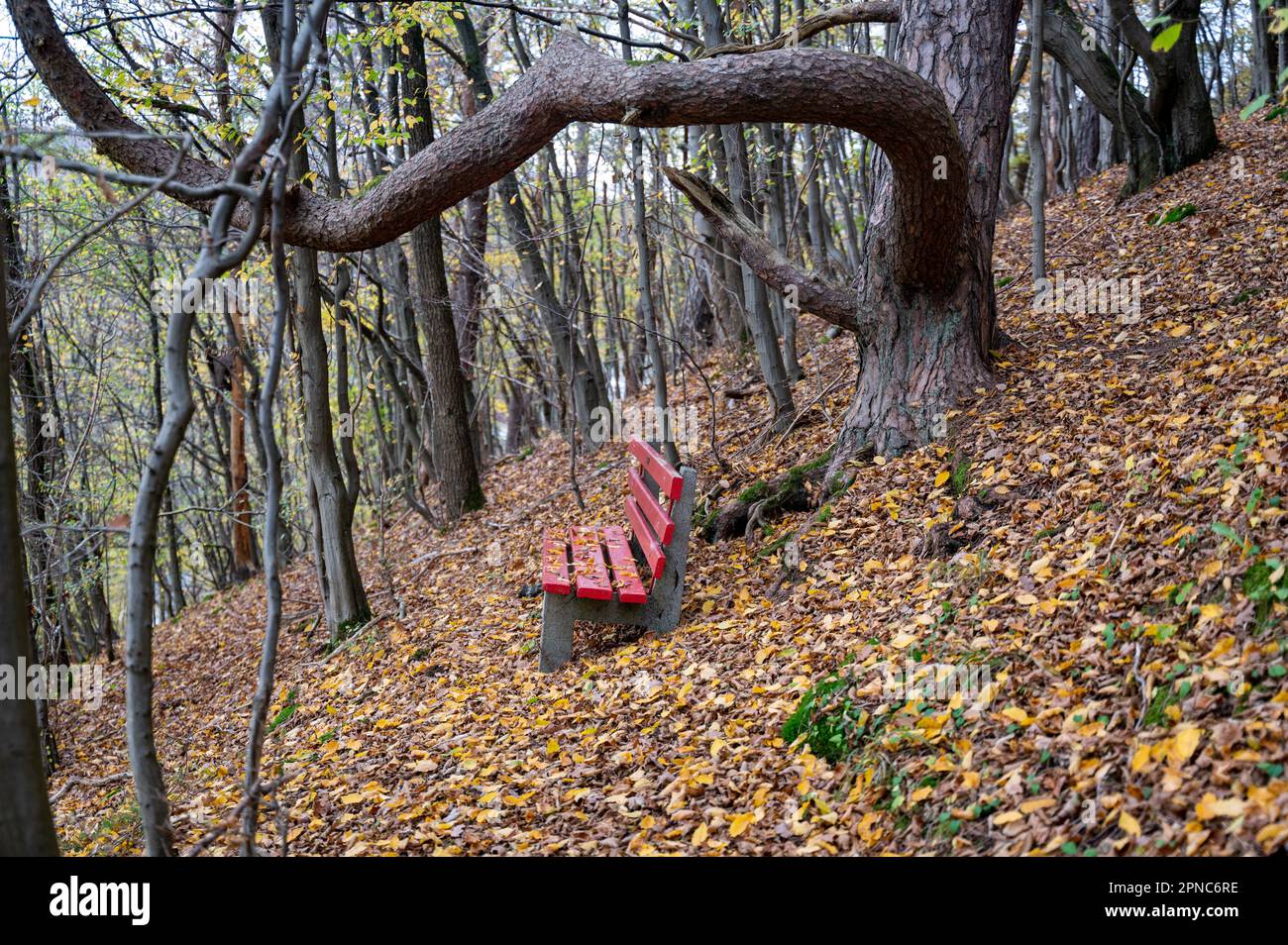 A red bench in the autumn forest under an old gnarled tree on a steep ...