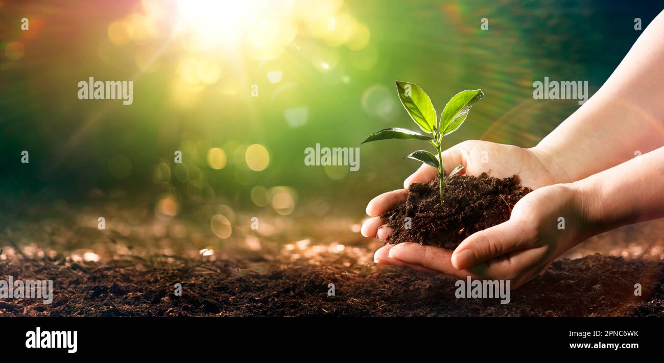 Small Plant Into The Ground - Hands Planting Young Tree With Sunlight ...