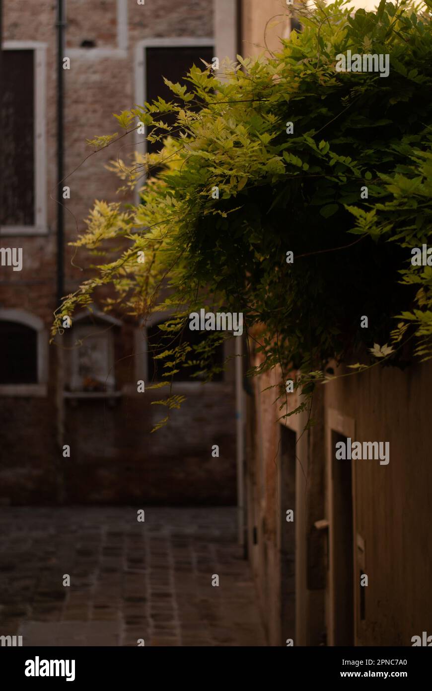 Green plants in the old street hi-res stock photography and images - Alamy