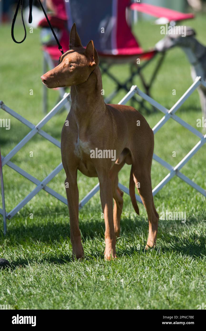 Pharaoh Hound standing ready in dog show ring Stock Photo - Alamy