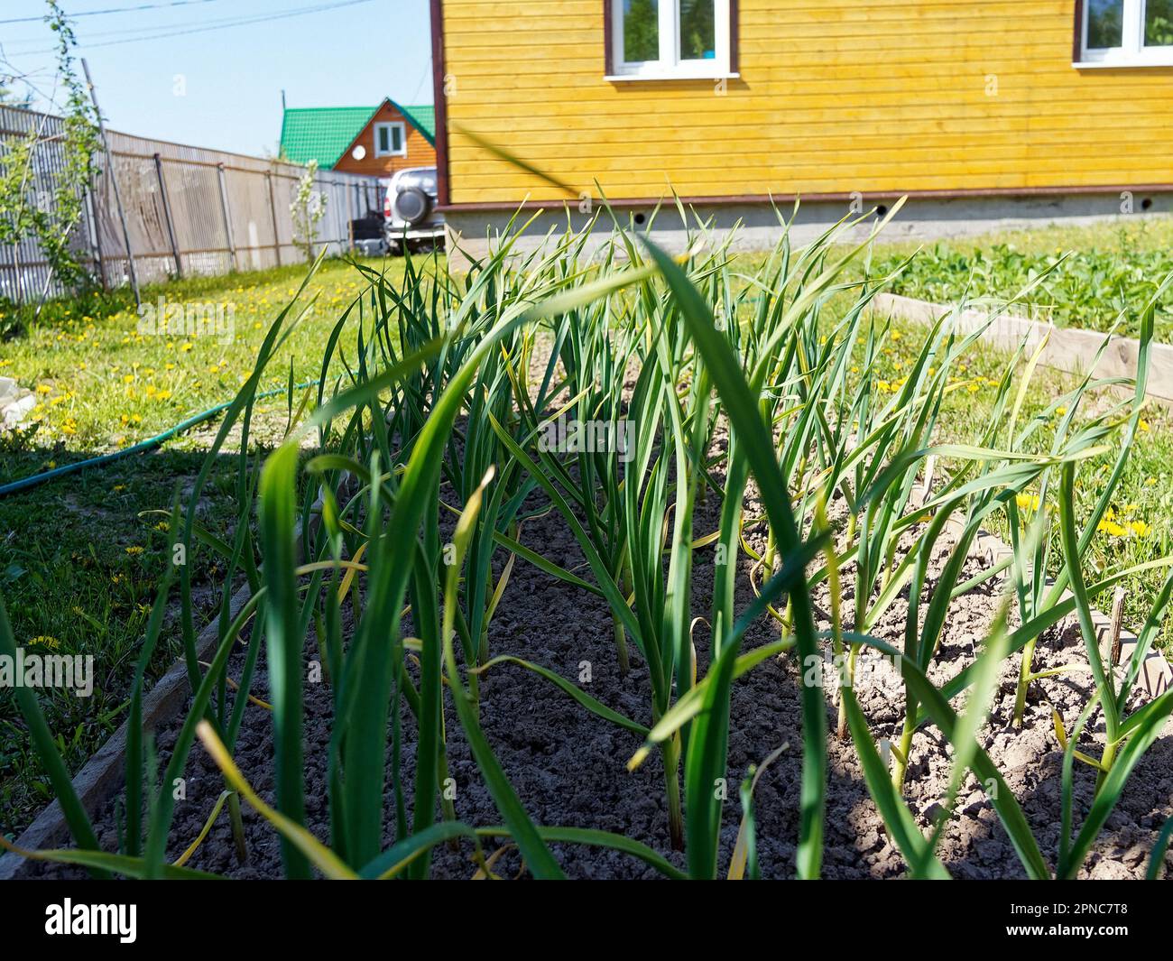 Organic green onions farm field hi-res stock photography and images - Alamy