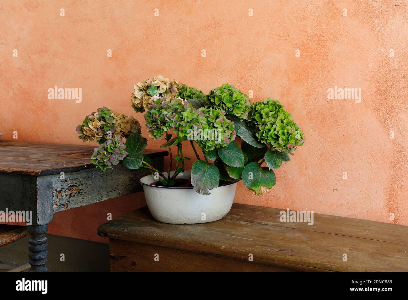 Pots of hydrangeas; Western Ligurian Riviera; Imperia; Liguria, Italy ...