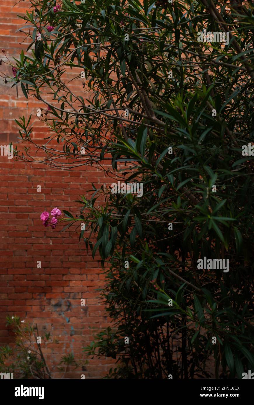 View of green plant with pink flower on the background of red brick ...
