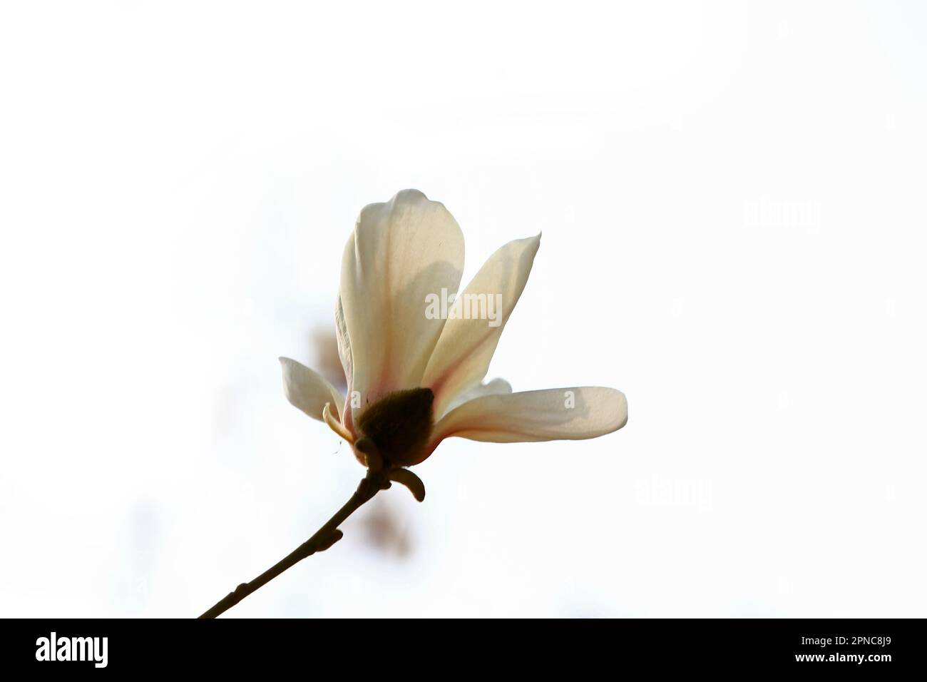 Mulan families Cut Out Stock Images & Pictures - Alamy