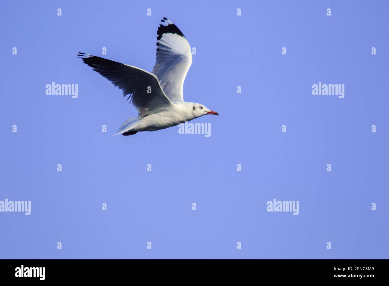 Seagulls flying in the sky, spread their wings beautifully, gathered in ...