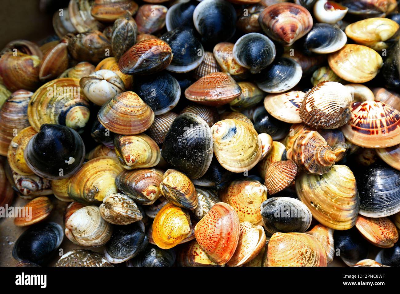 Seafood blue clams Stock Photo - Alamy