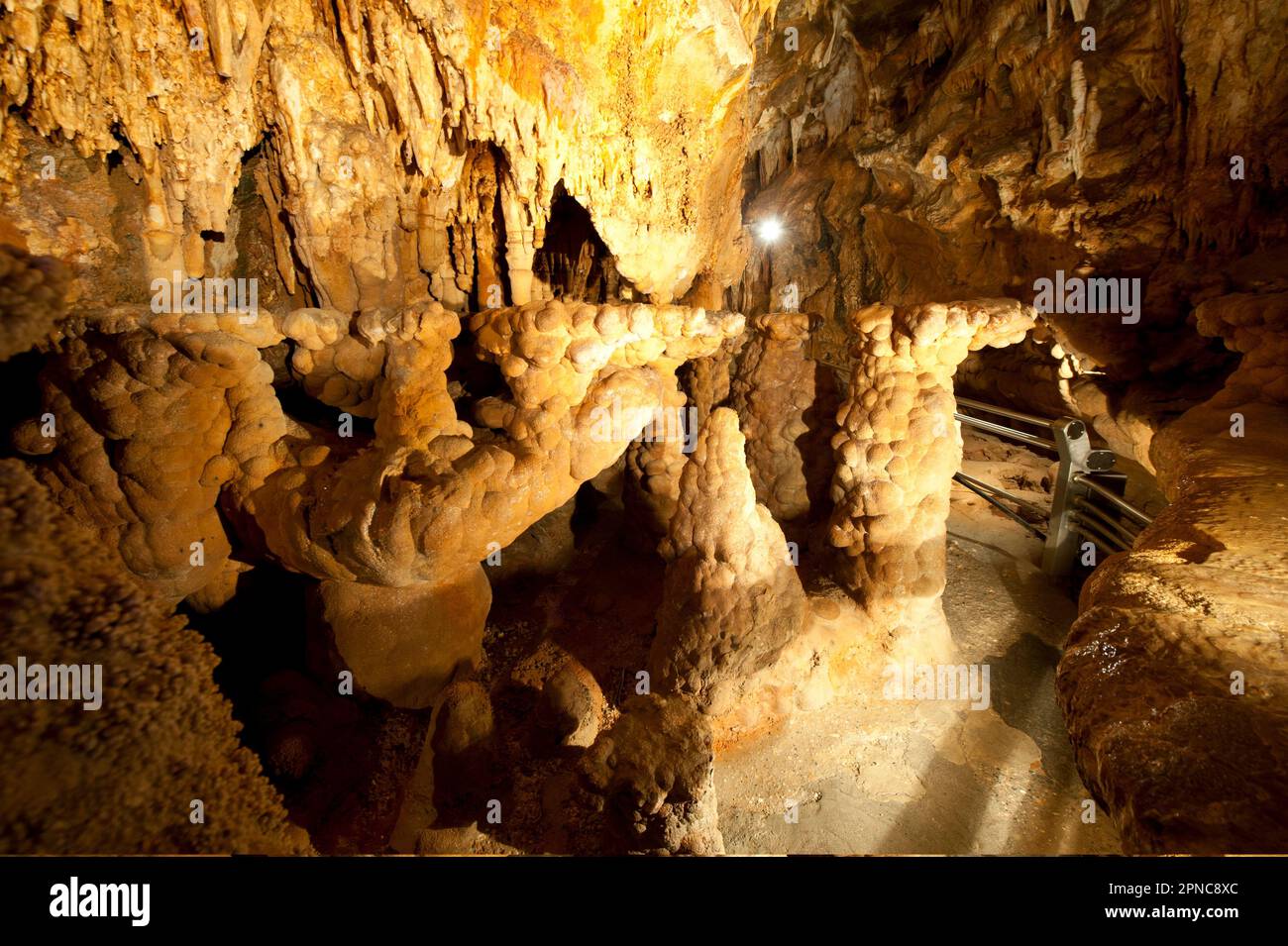 In the Toirano cave there are remains of Ursus spelaeus; the cave bear ...