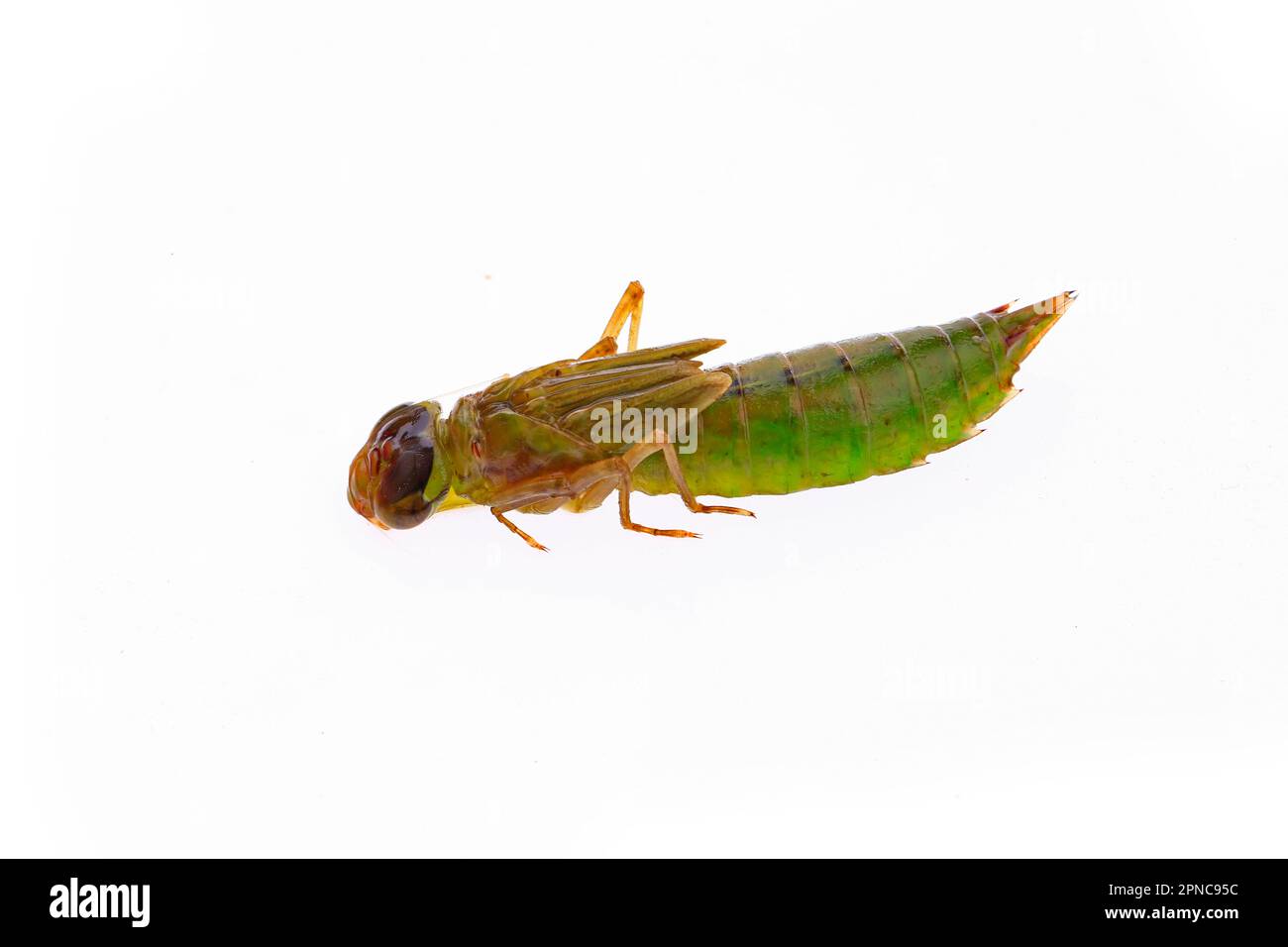 Dragonfly larvae, and on a white background Stock Photo - Alamy
