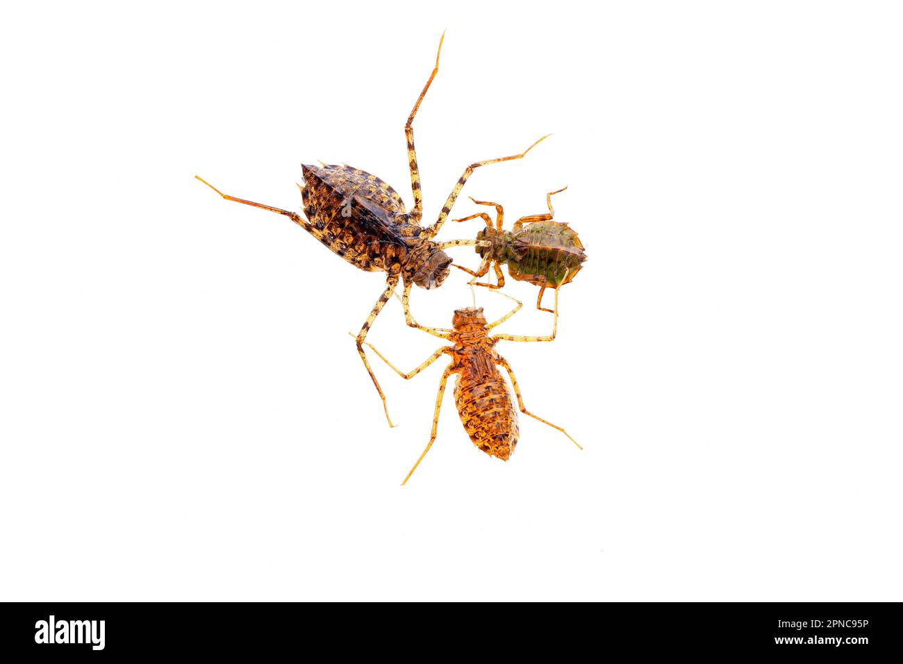 Dragonfly larvae, and on a white background Stock Photo - Alamy
