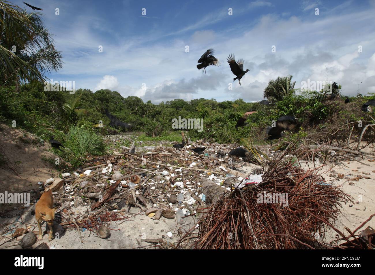 Marajo Island, Brazil. 17th Apr, 2023. A general view shows a large ...