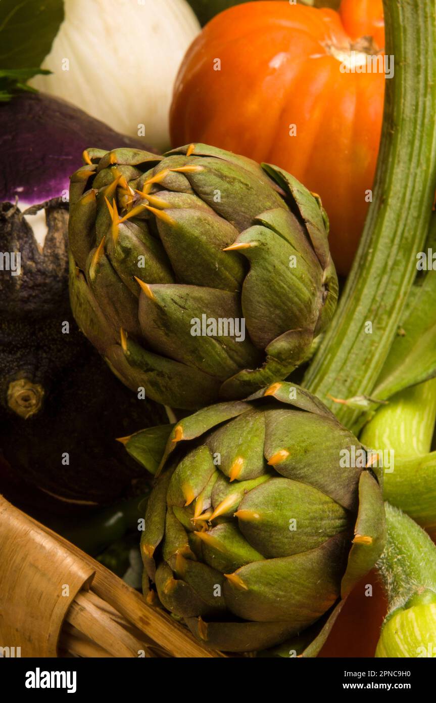 Vegetables from the plain of Albenga: spiny artichoke from Albenga ...