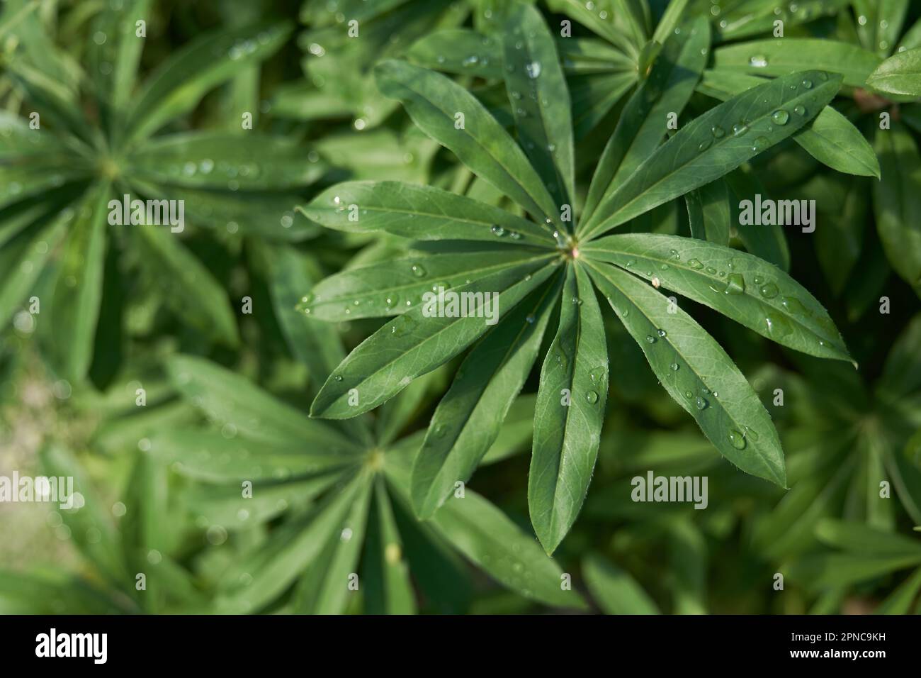 Lupin leaves, close-up, water droplets in sunlight, green natural ...