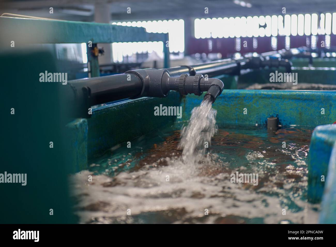 Bassin of crabs filled with water in traditional fish market Stock ...