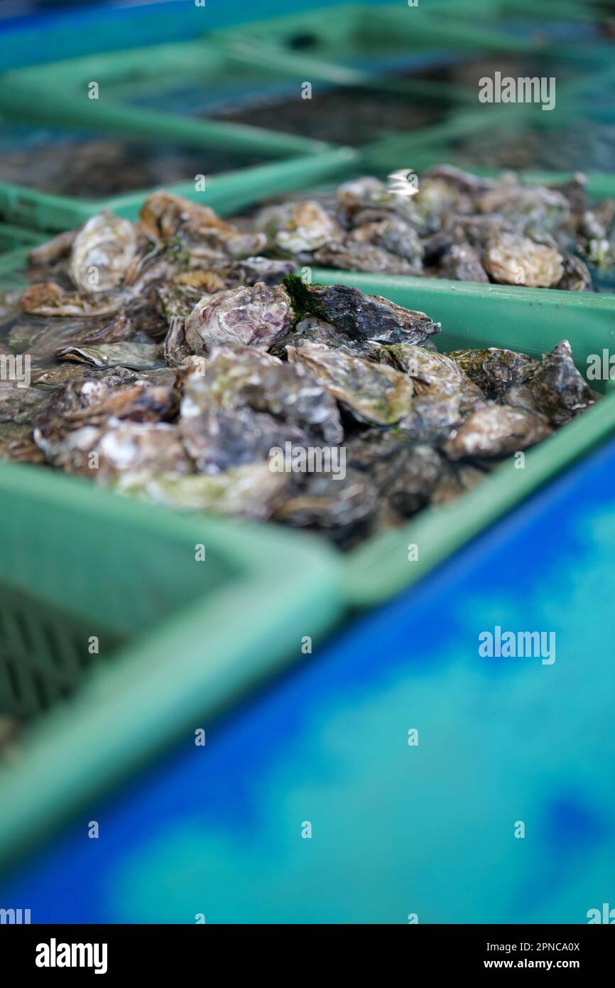 Selective focus on fresh oysters in traditional oyster nursery fish ...