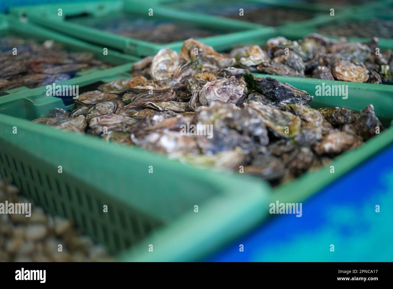 Selective focus on fresh oysters in traditional oyster nursery fish ...