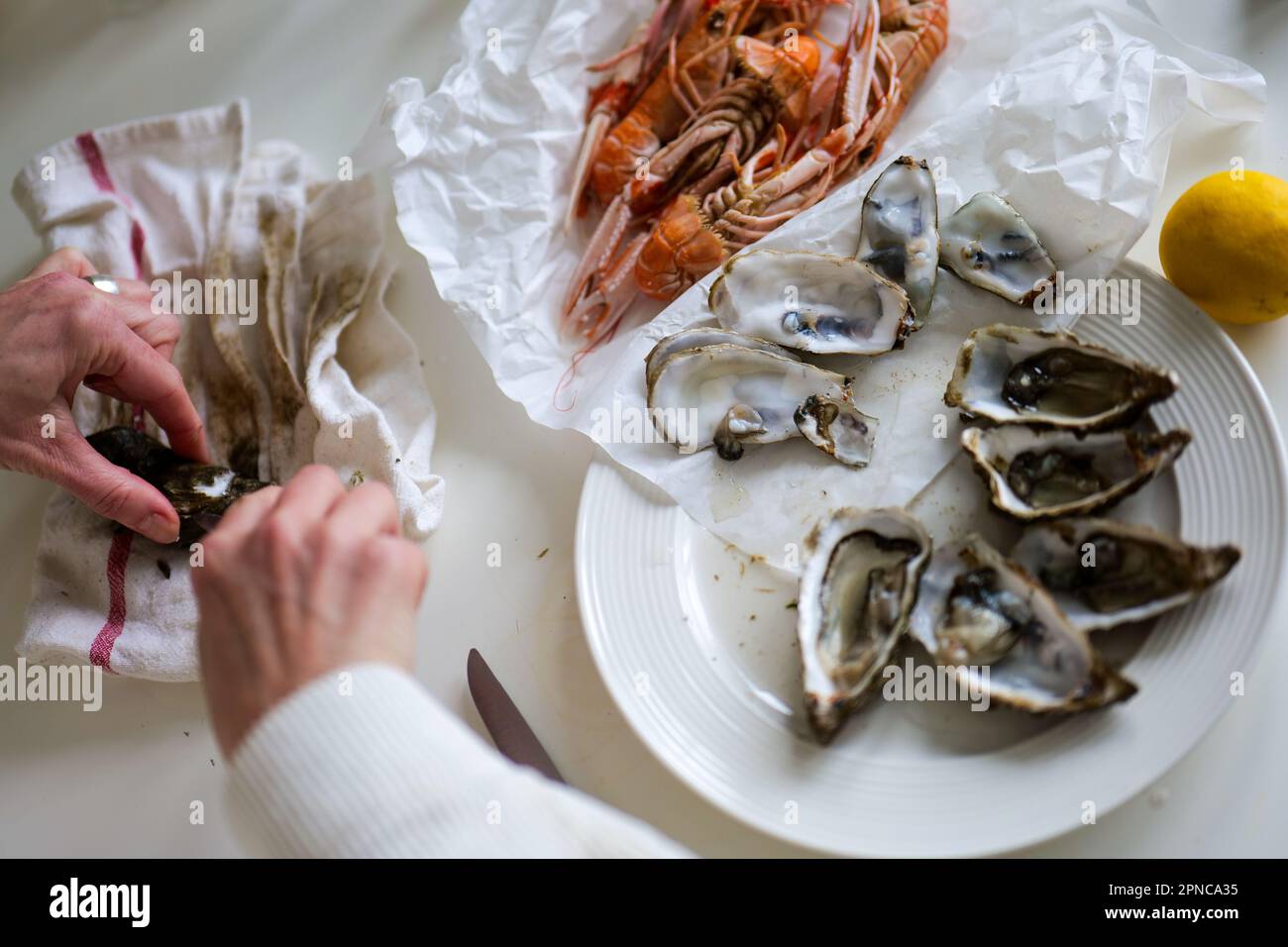 Woman opening oyster in traditional way on kitchen towel with oyster ...