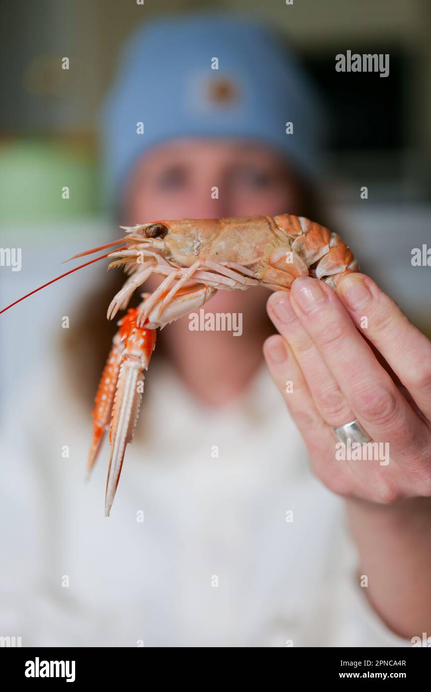 Woman holding shrimp crayfish in hand Stock Photo - Alamy