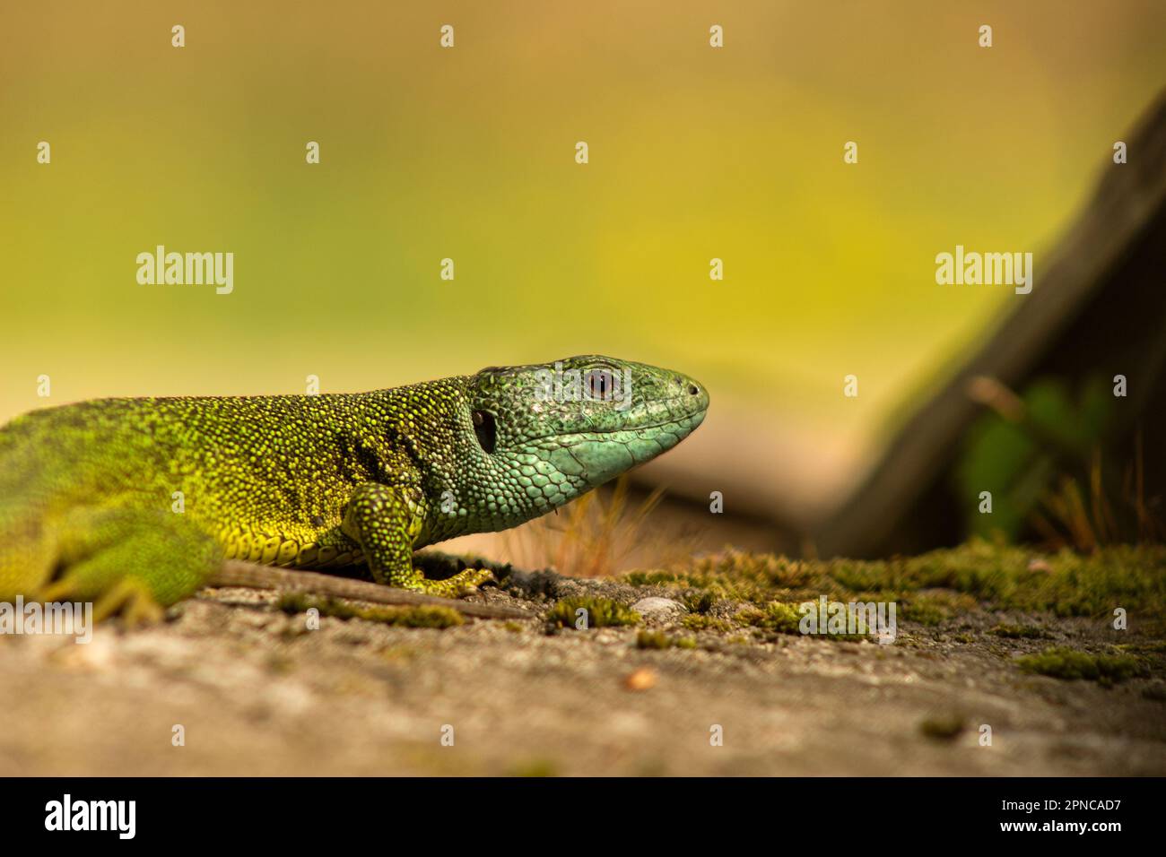 European green lizard (Lacerta viridis) in the garden in the mountains ...