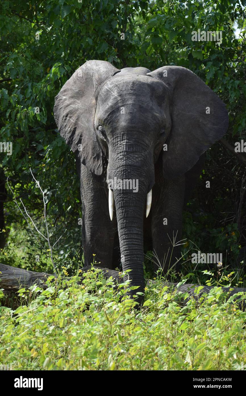 Elephant coming out of the bushes Stock Photo - Alamy