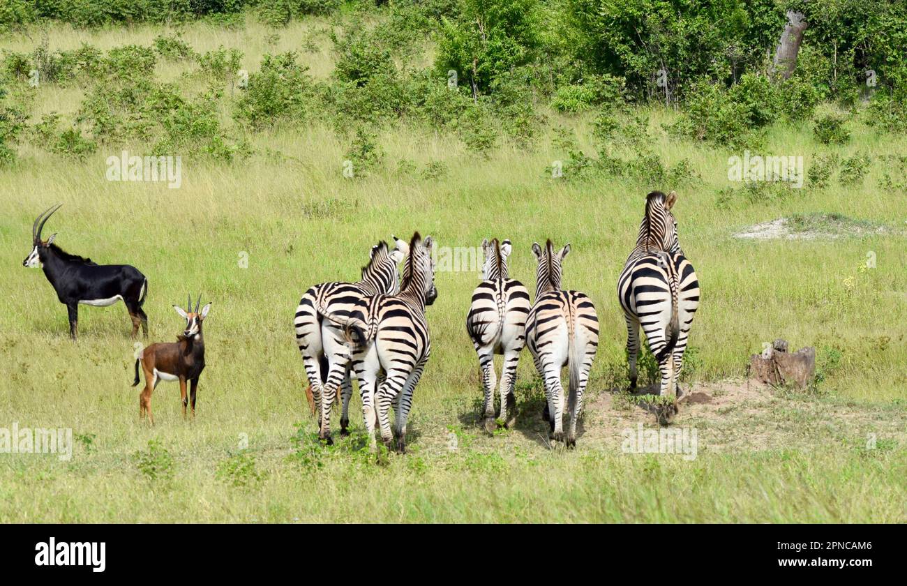 Back view of herd of zebras Stock Photo - Alamy