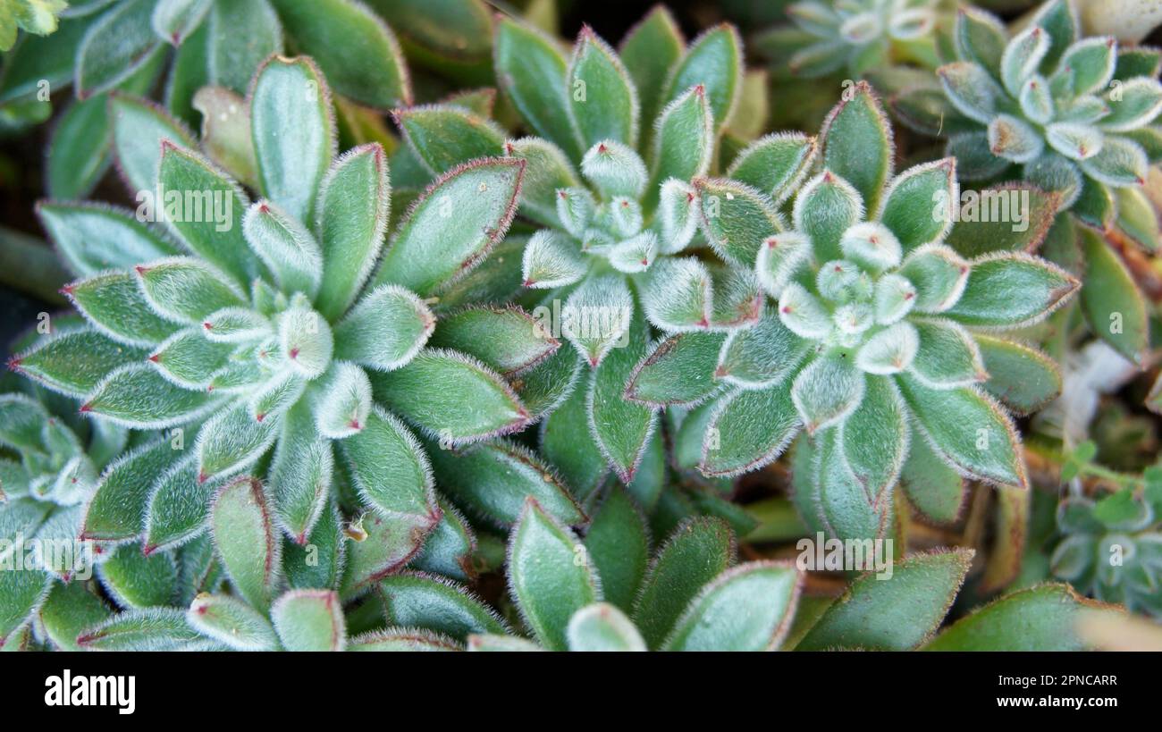 Pot of mexican fire cracker, close up Stock Photo - Alamy