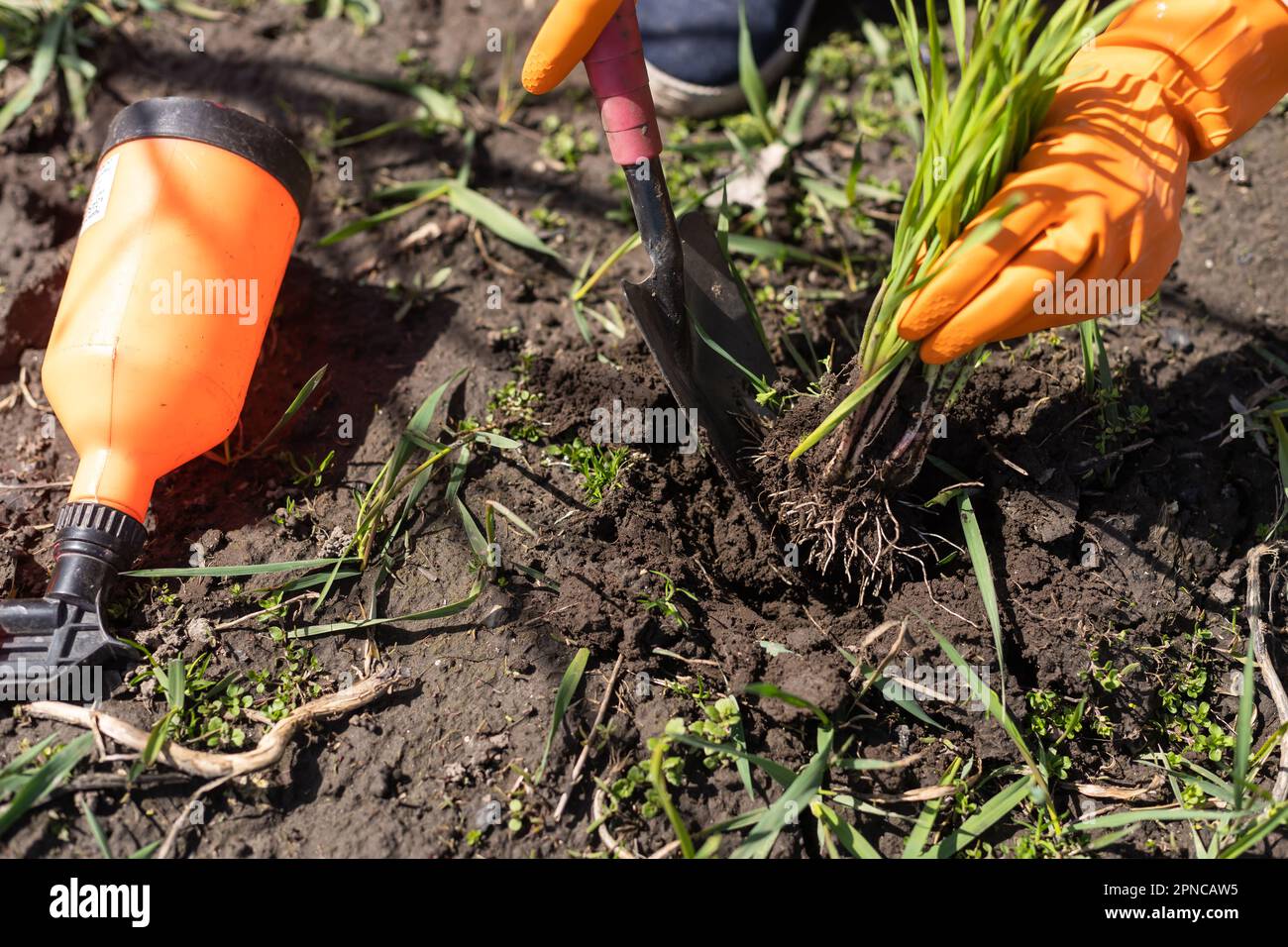 Gardeners hands planting and picking vegetable from backyard garden. Gardener in gloves prepares ...