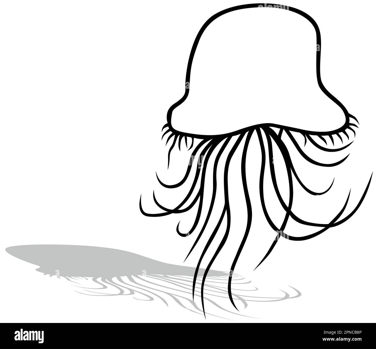 Jellyfish vector hand drawn Black and White Stock Photos & Images - Alamy