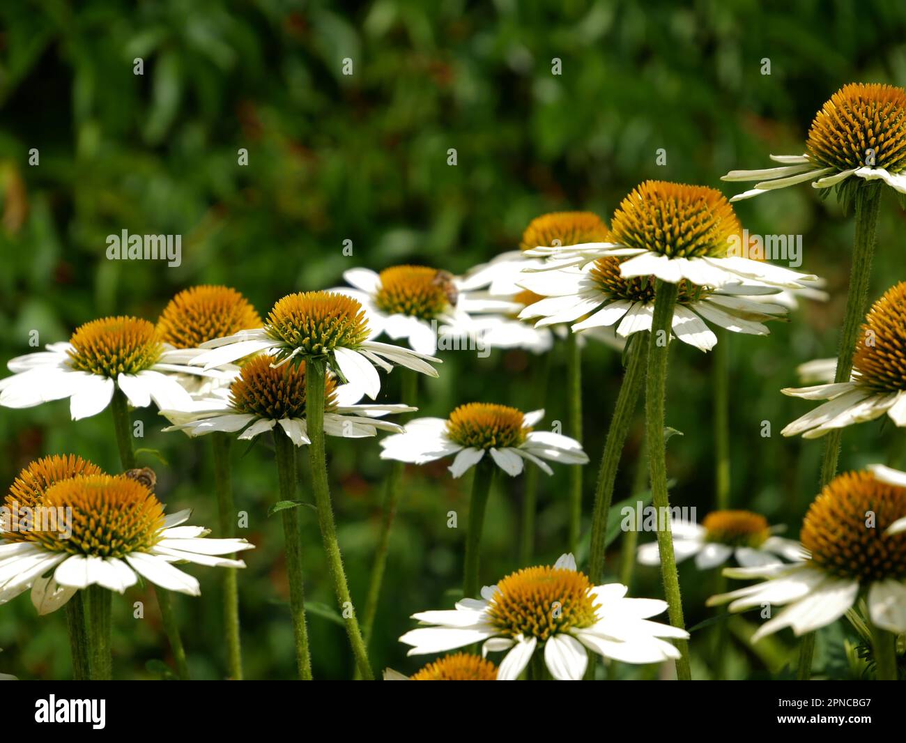 Commondaisy hi-res stock photography and images - Alamy