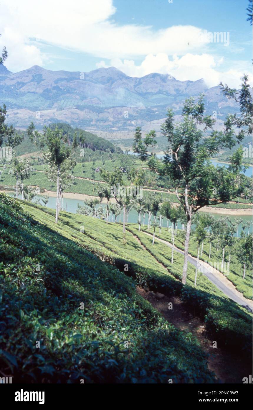 Munnar is a town in the Western Ghats mountain range in India’s Kerala ...