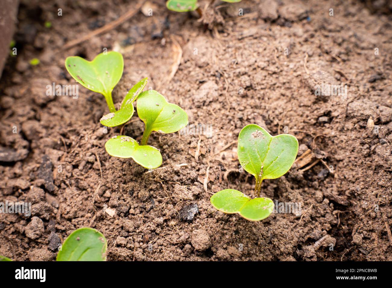 The first green shoots of radishes peck through the soil, close-up ...