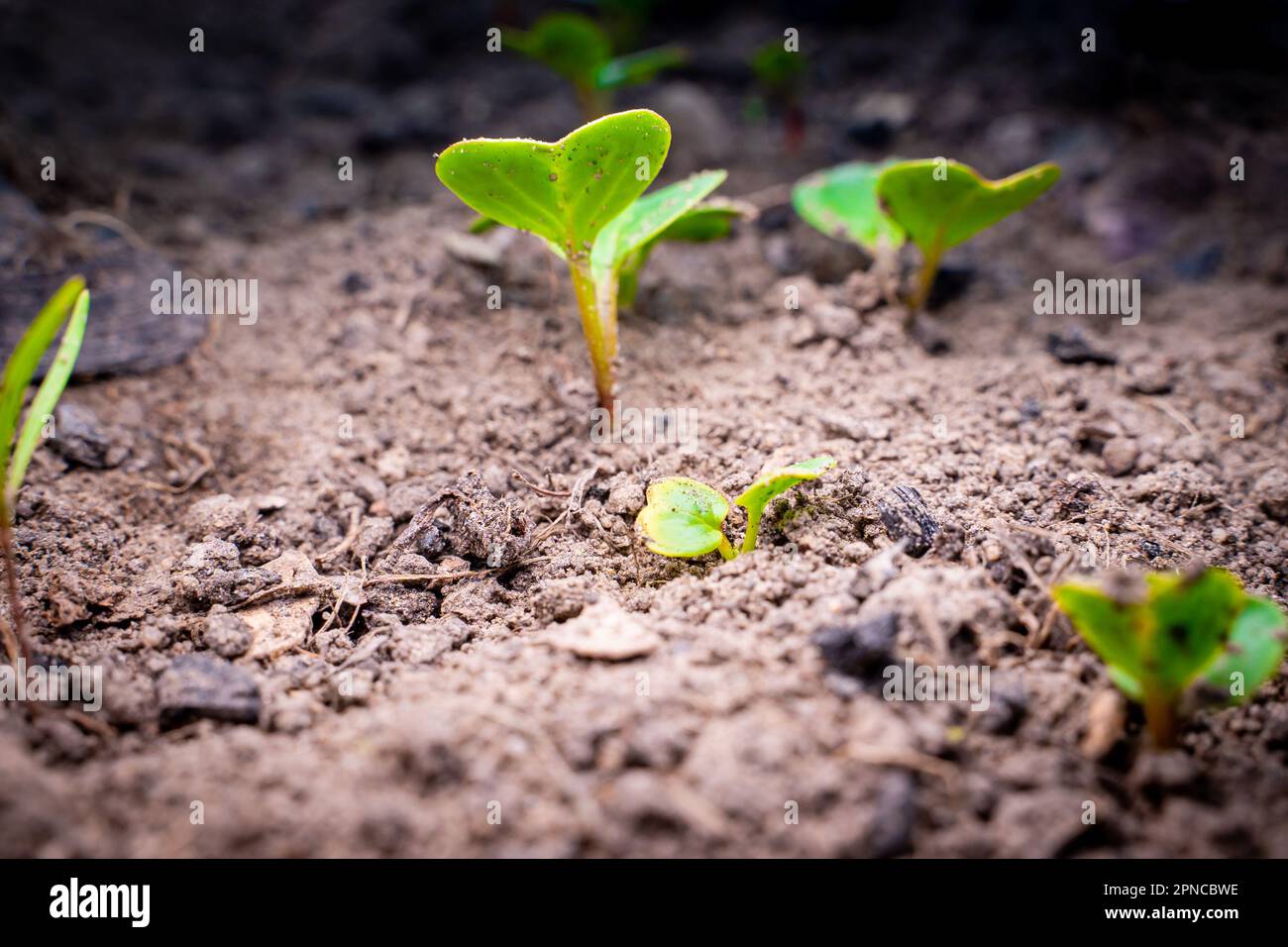 Sprouted radish hi-res stock photography and images - Alamy