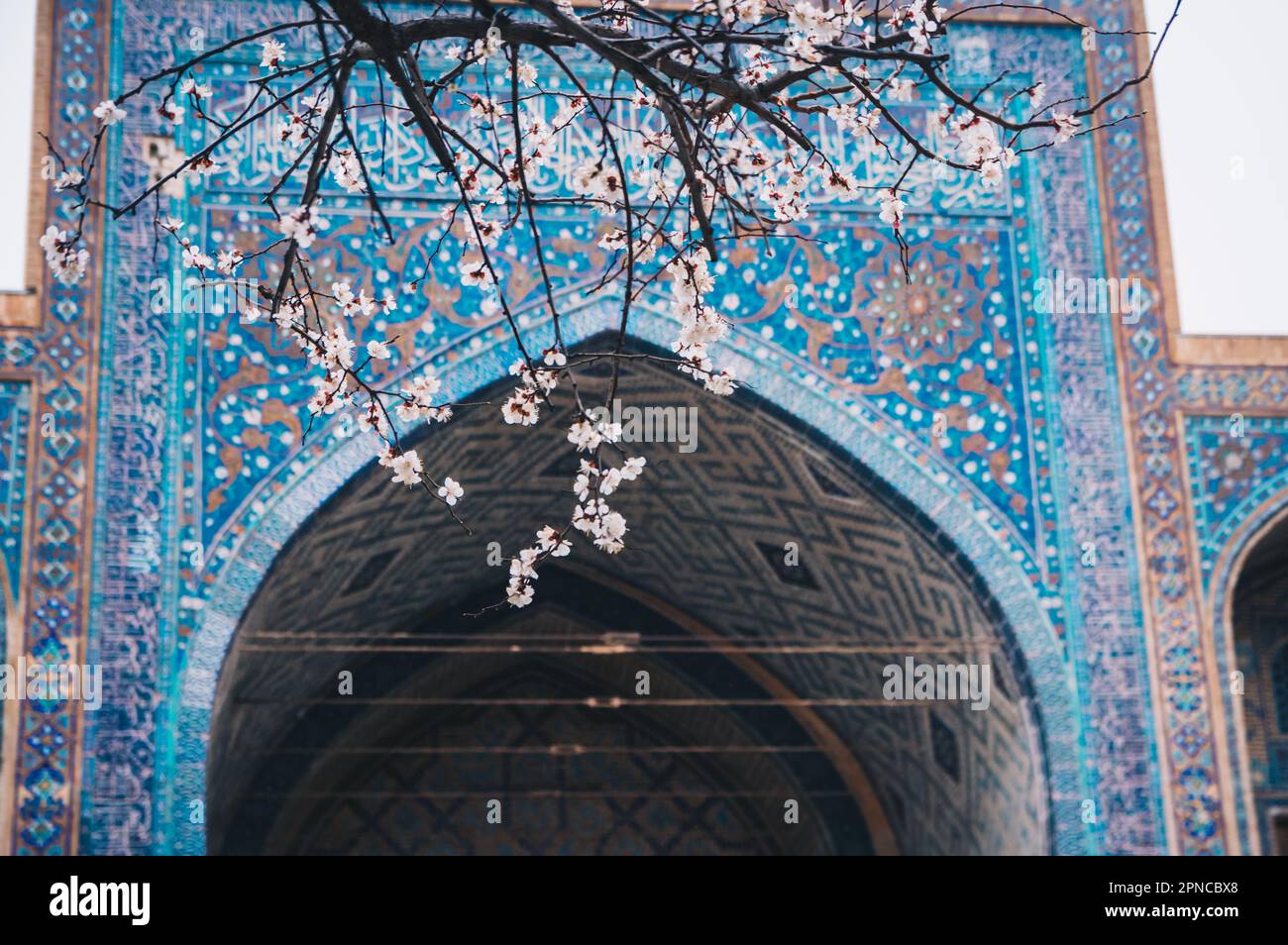 Islamic blue mosque pattern of Persian empire in full spring bloom ...